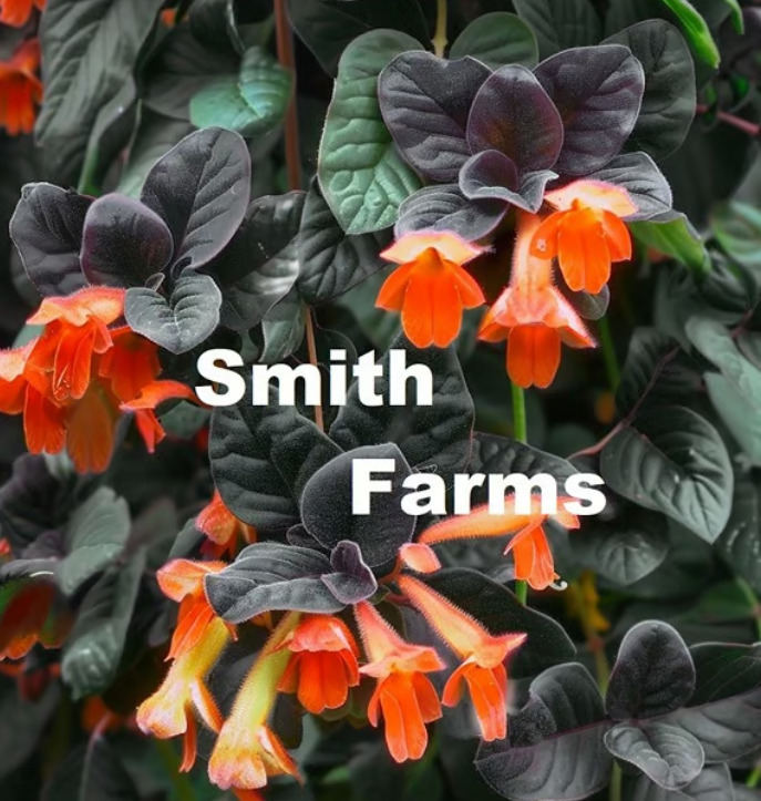 SYR 25 Seeds Orange Columnea Gloriosa Flowers Goldfish Fast Growing ...