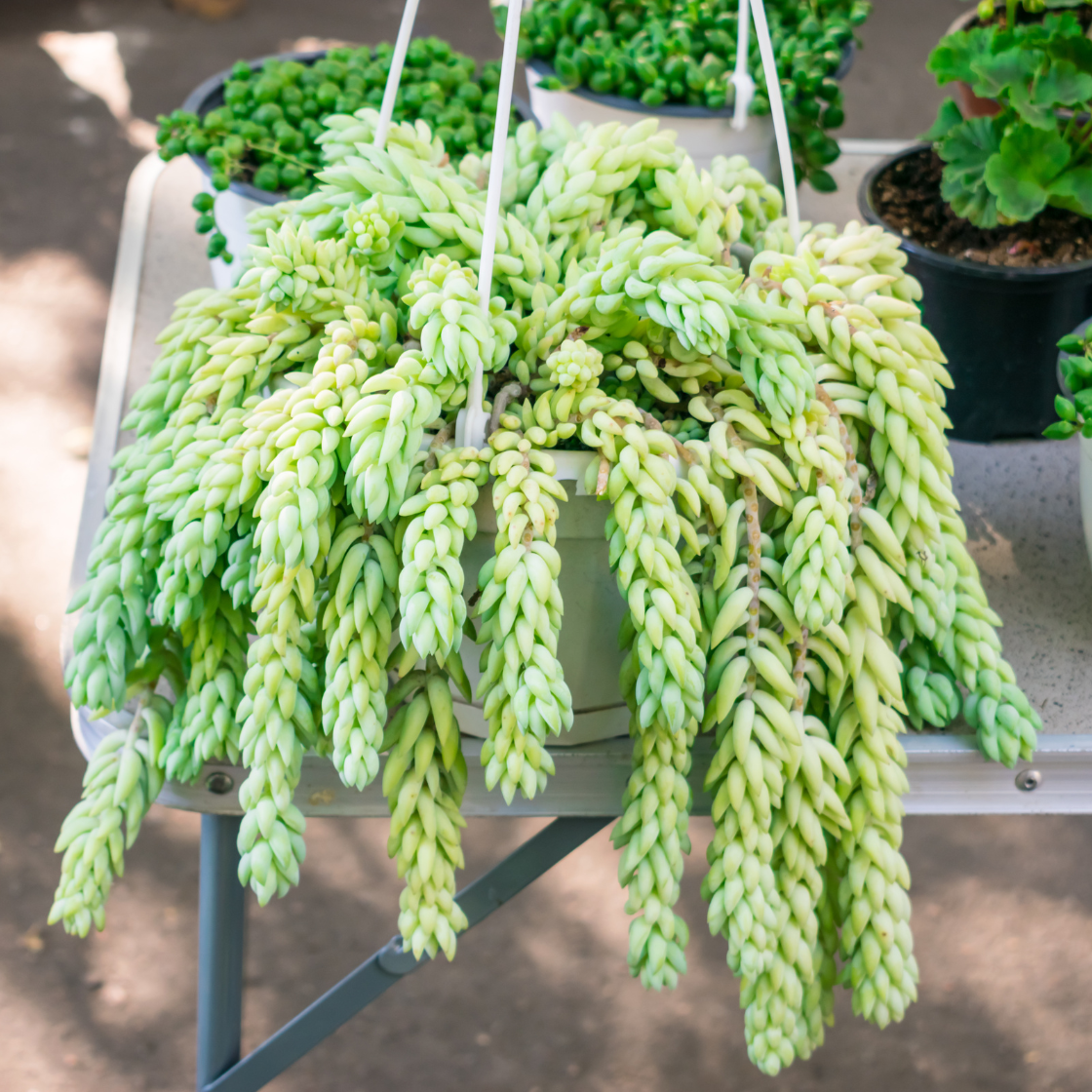 Hanging Sedum - 100 Seeds - Plants & Seedlings