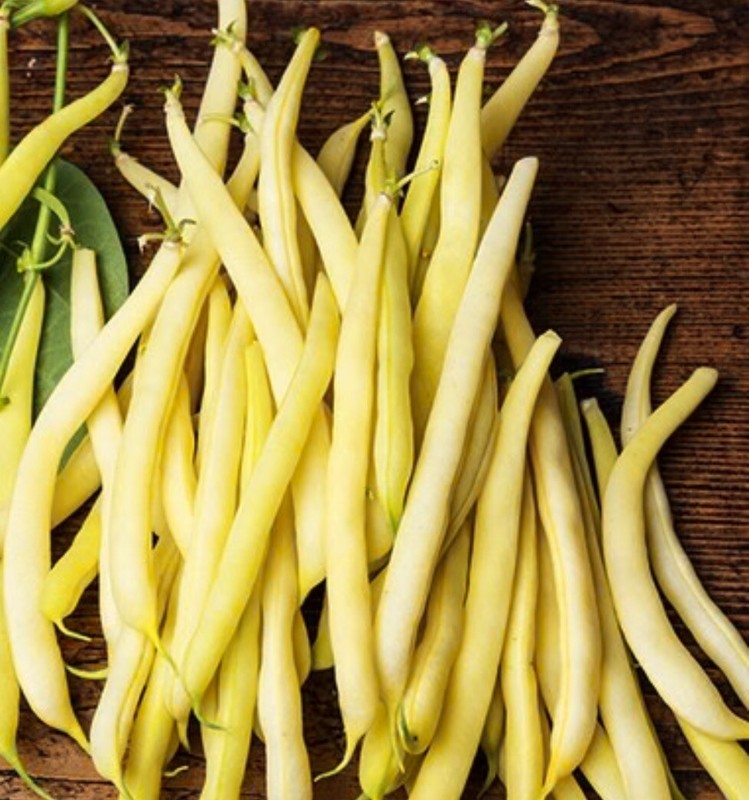 BS 30 Ct Cherokee Wax Yellow Bush Bean Non-Gmo Heirloom Fast Grow ...