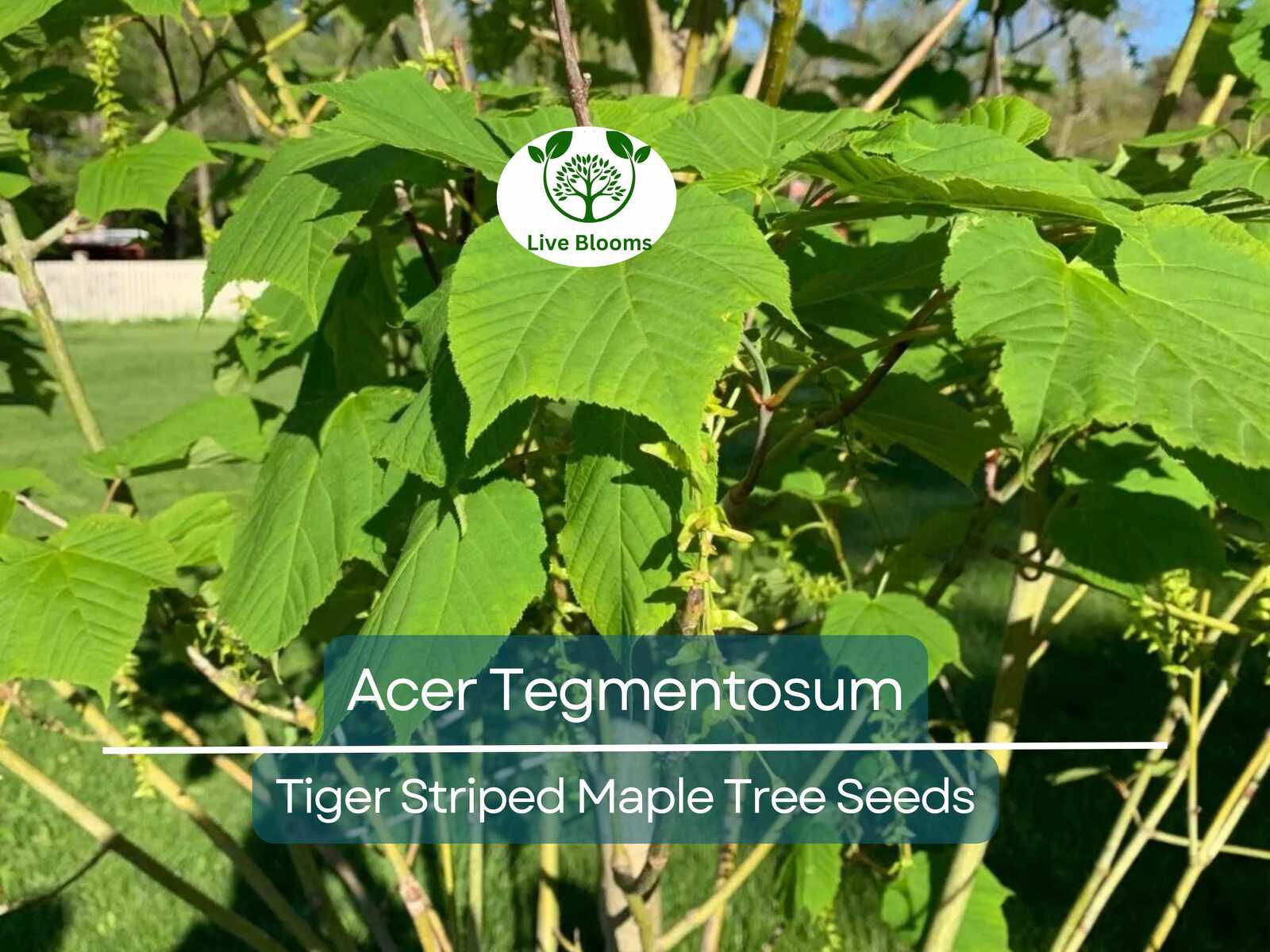 10 Seeds Acer Tegmentosum (Tiger Striped Maple) for Planting - Unique ...