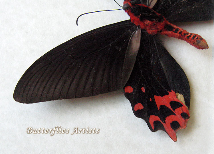 Atrophaneura Semperi Real Vampire Butterfly Entomology Collectible ...