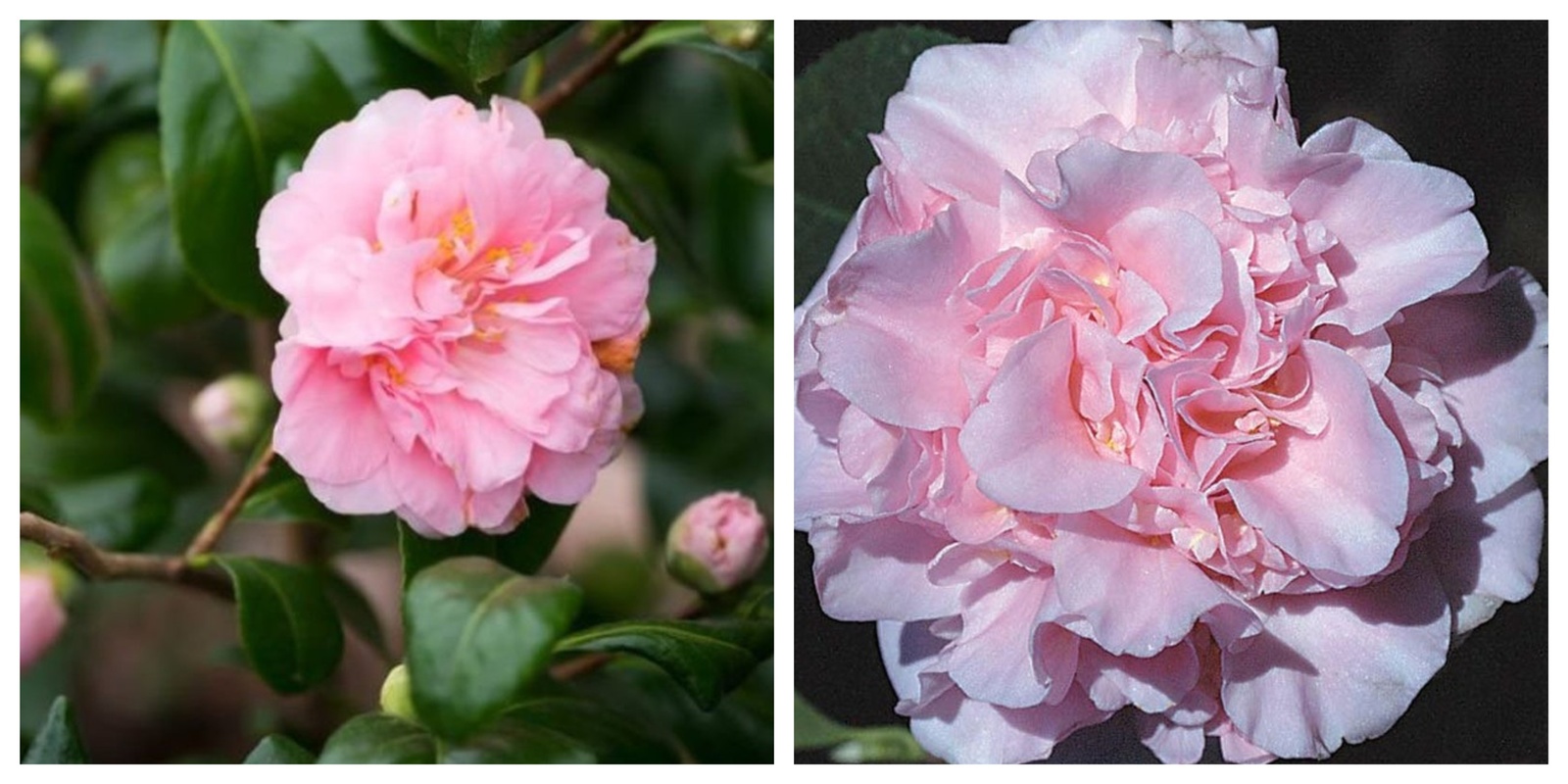 KING'S RANSOM Camellia Japonica Starter Plant Soft Pink Ruffled Blooms ...