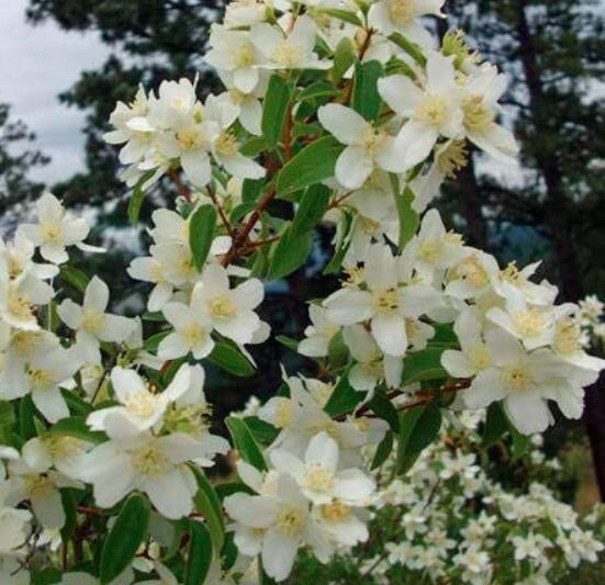 20 Philadelphus Coronarius Mock Orange Flower Seeds US Fast Shipping ...