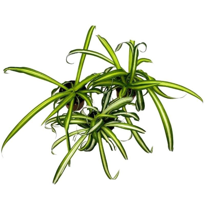 Spider Plant Chlorophytum comosum 2 inch Set of 3Tiny Mini Pixie Plant ...