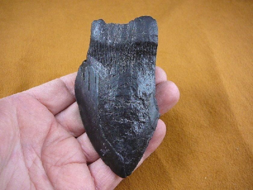 (sp200-75) 4-1/4" Fossil Shark Tooth teeth MEGALODON partial fragment ...