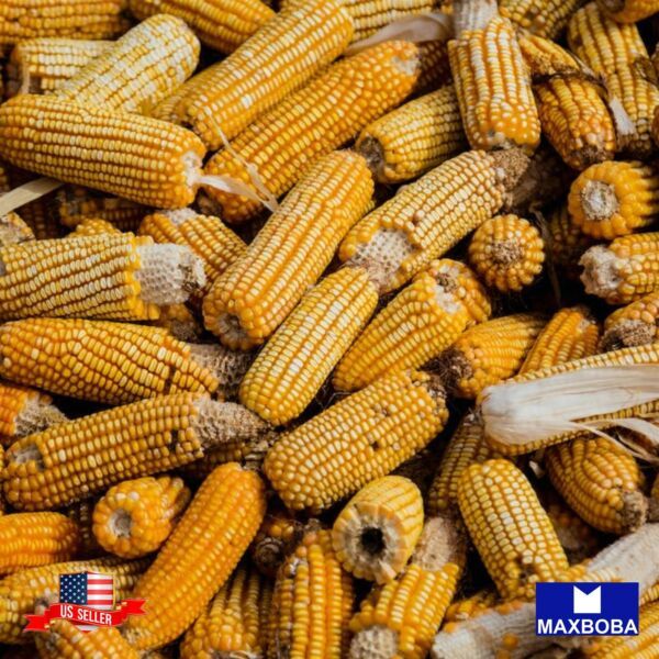 Non Gmo 12 Corn Seeds (Su) Early Sunglow Hybrid (Treated) Home Garden ...