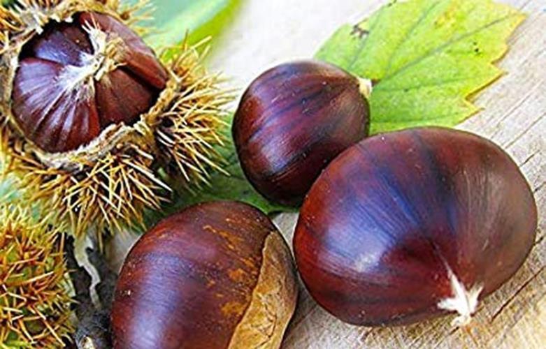 PSA 6 Chestnut Tree Seeds Fast Growing - Seeds & Bulbs