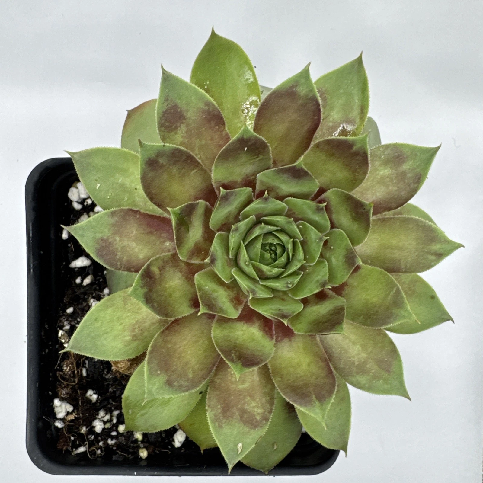 Sempervivum Kiara Live Plant Cold Hardy Succulent Hens & Chicks - Home ...