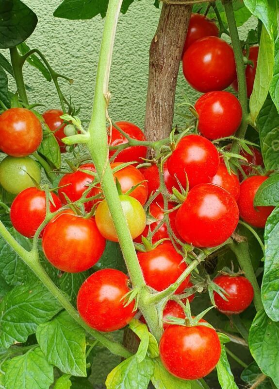 KKG 50 Seeds Super Sweet 100 Tomato Tomatoe Vegetable Planting Seeds ...
