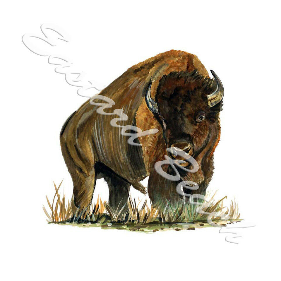 Bison Buffalo Wild Life Hunting Native American Auto Rv Window Decal ...