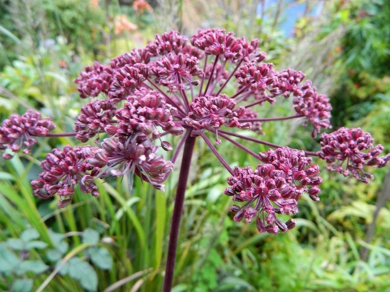 Angelica Gigas Giant Purple Korean Angelica Dang Gui 20 Heirloom Seeds ...