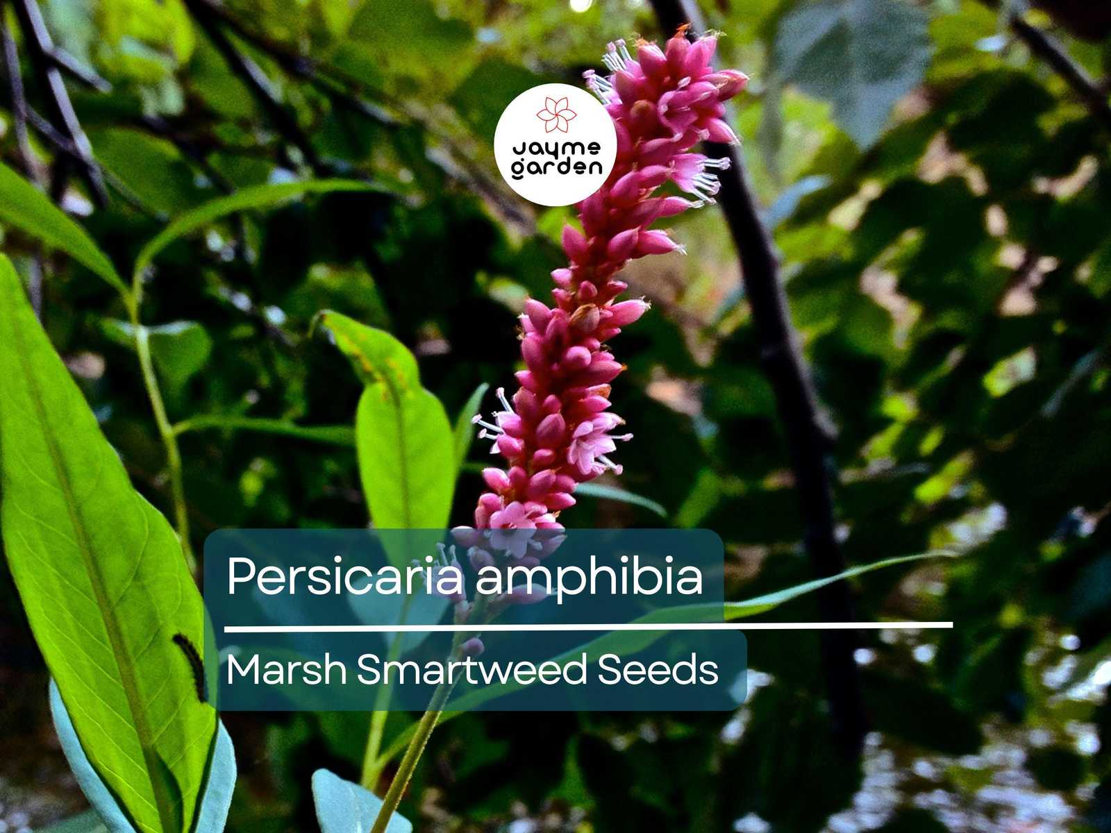 50 Seeds Persicaria Amphibia | Marsh Smartweed for Planting | Aquatic ...