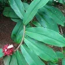 Daun Pacing - Costus speciosus Leaf (Dried and Powder), 80 Gram - Other ...