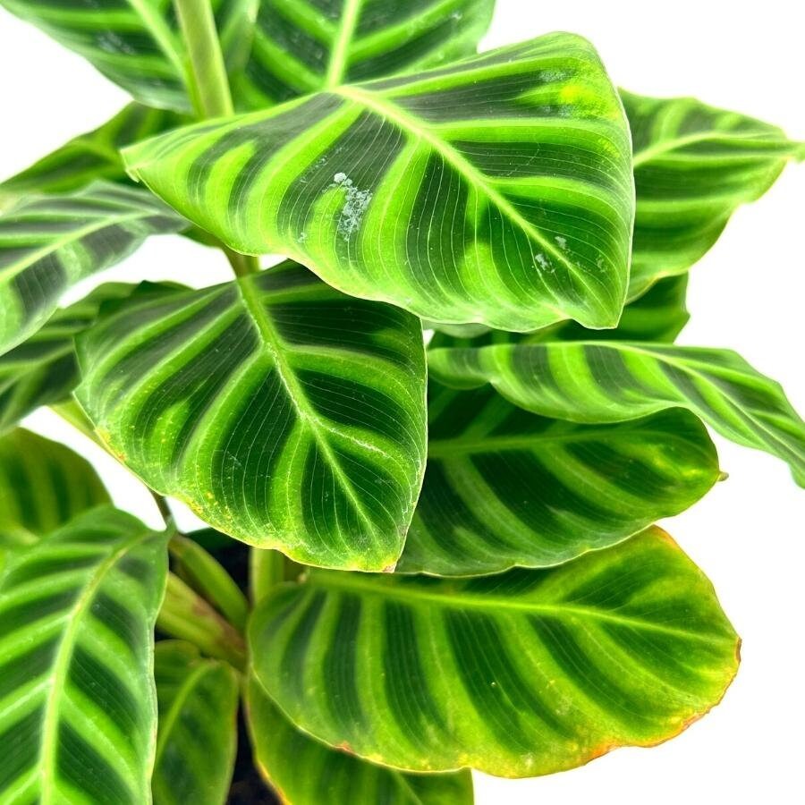 Calathea Zebrina, 6 inch, Zebra Striped Dark and similar items