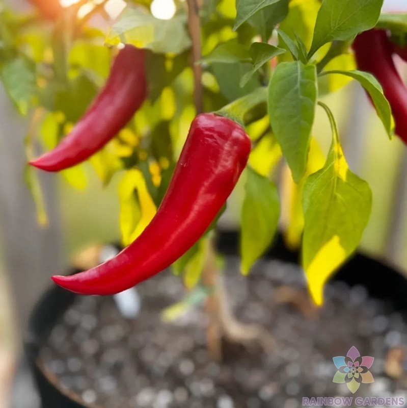 25+ Mirasol Chile Hot Pepper Seeds - Seeds & Bulbs