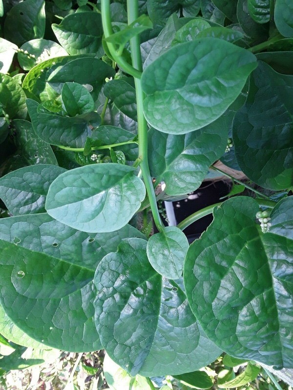 LKS 600 Organic Green Stem Malabar Spinach Alugbati Mong Toi Poi Seeds ...