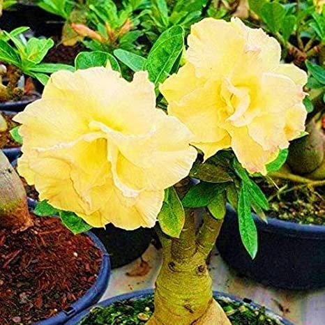 Whitish Yellow Adenium Big Blooms Bonsai Flowers 12 PCS Seeds - Home ...