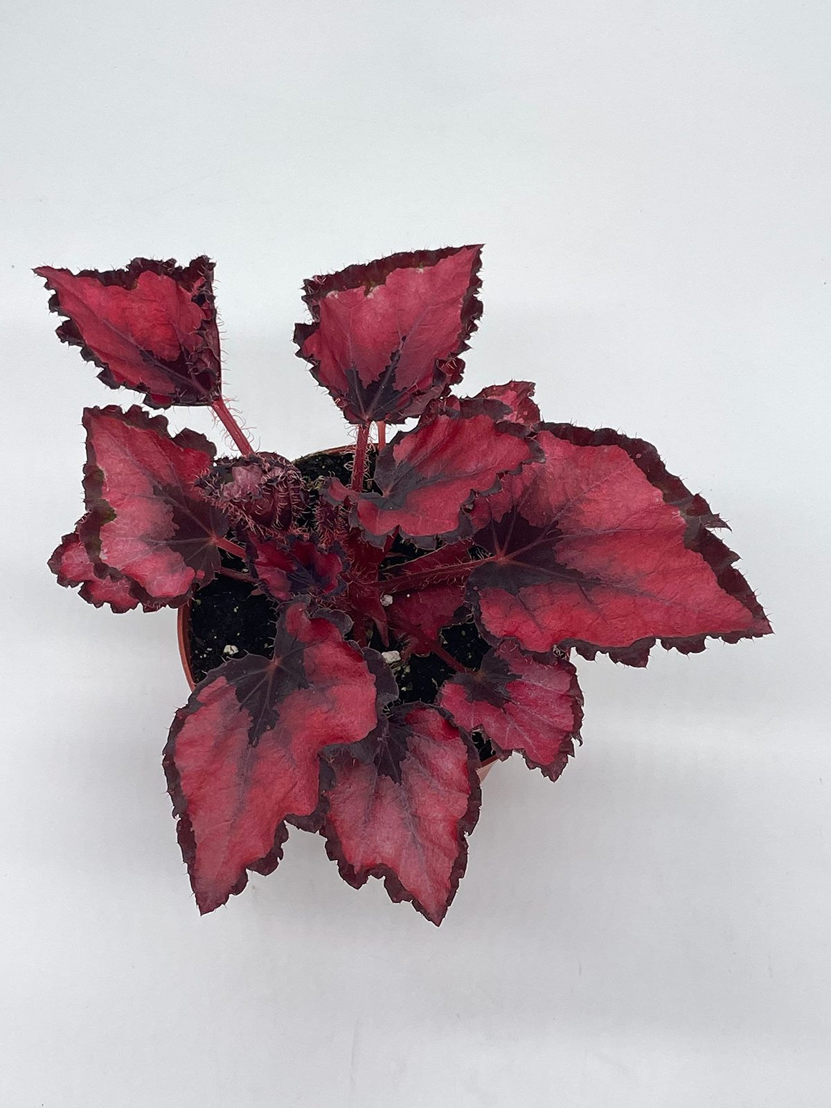 BubbleBlooms Harmony's Red Robin, Begonia Rex, Dark 4 inch Painted-Leaf ...