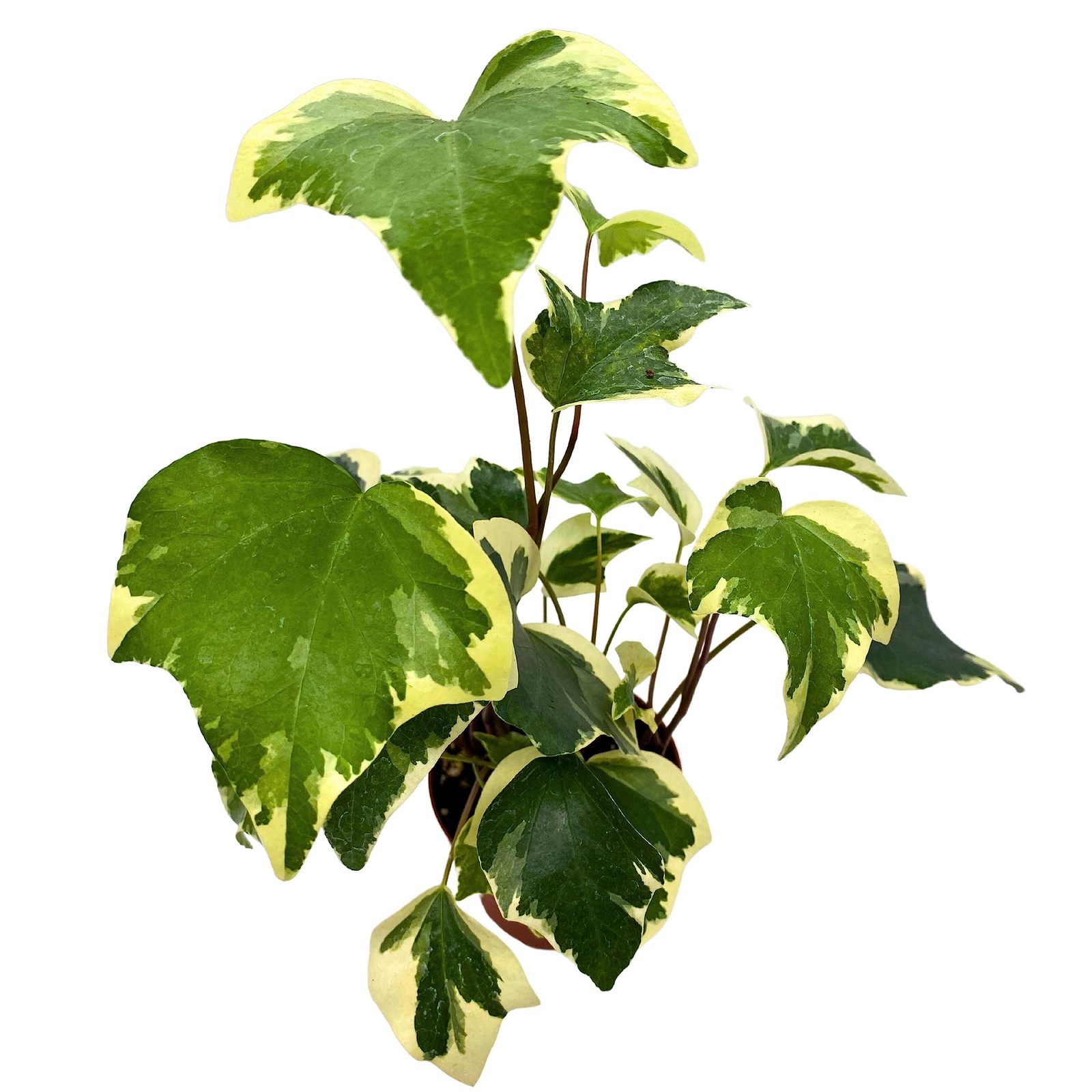 Variegated Algerian Ivy, Hedera Algeriensis, Canary Island Ivy, Canary ...