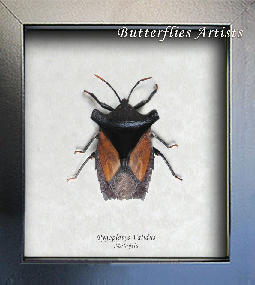 Pygoplatys Validus Strange Shield Bull Horn Bug Entomology Collectible ...