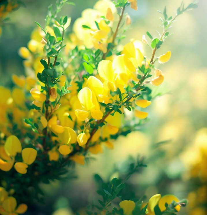 FMG Cytisus Scoparius Scotch Broom Tree Seeds Vibrant Yellow Blooms ...