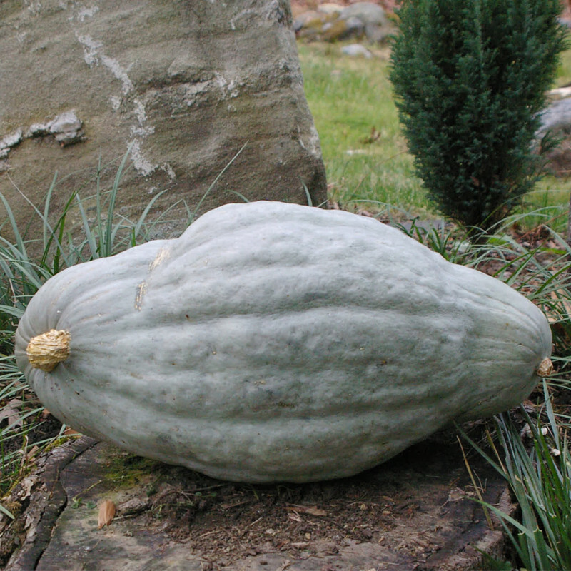 FMG Hubbard Blue Squash Winter Cucurbita Maxima Large Size Planting ...
