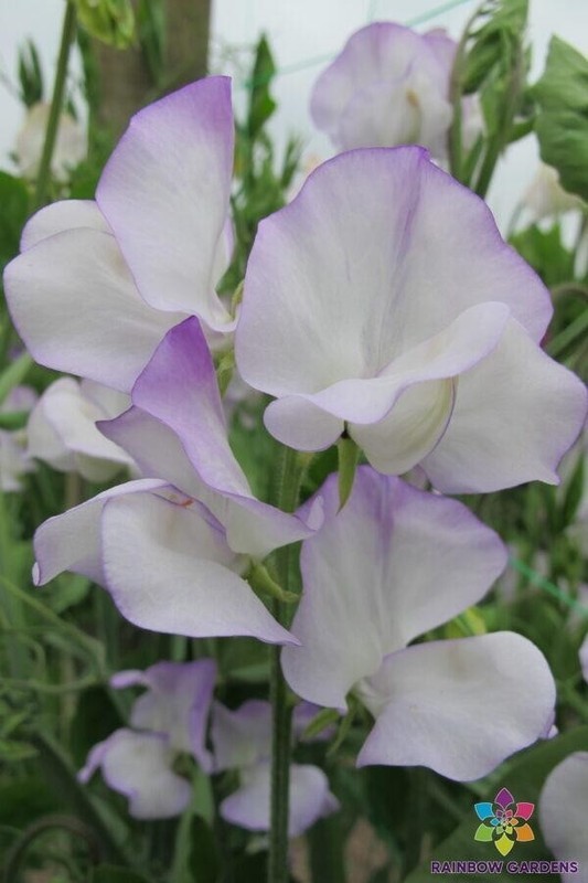 SYR 50 Albutt Blue Sweet Pea Seeds Fast Growing - Seeds & Bulbs
