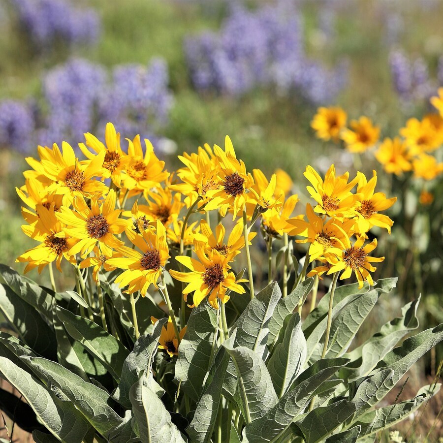 50 Arrowleaf Balsamroot Oregon Sunflower Balsamorhiza Sagittata Native ...