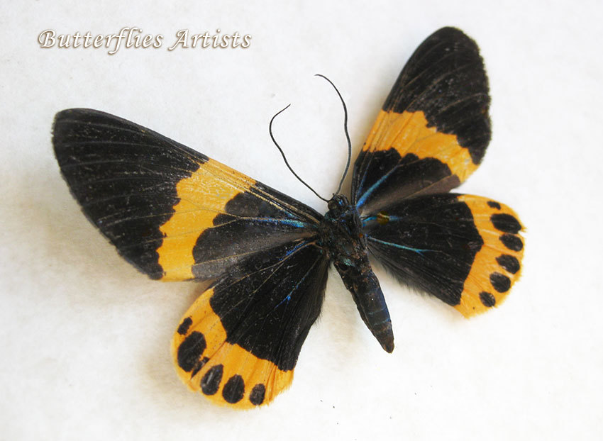 Day Flying Moth Milionia Basalis Framed and 49 similar items