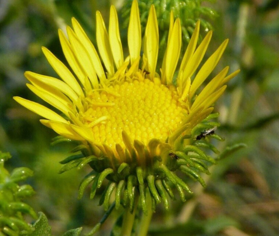 20 Pc Seeds Grindelia Squarrosa Flower Plant, Rosin Weed Seeds for ...