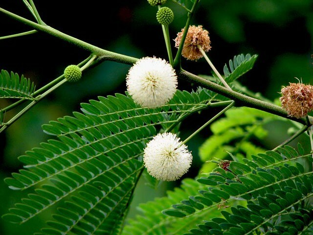 FMG Acacia Caesia Acacia Tree Exotic Seeds Fast Growing - Seeds & Bulbs
