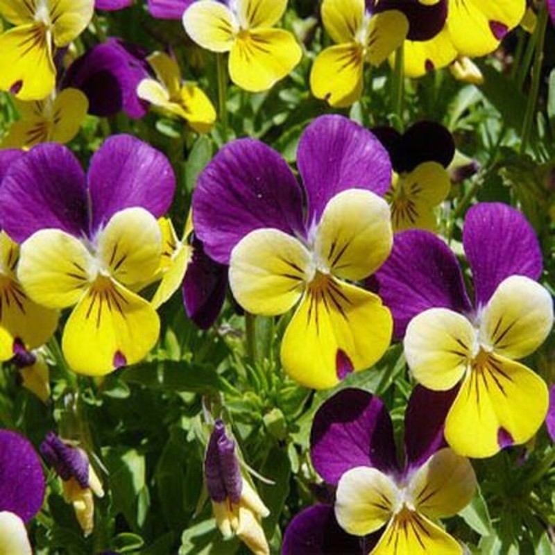 PS 1500 Johnny Jump Up Viola Seeds Non-Gmo Heirloom Flower Seeds Fast ...