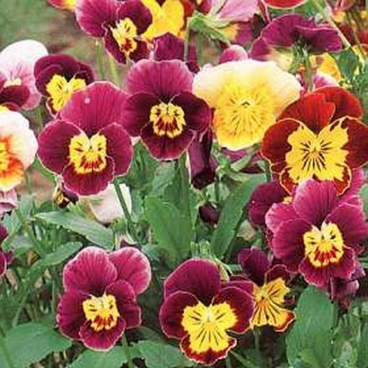 50 Pcs Mix Bambini Viola Flower Seeds #MNSS - Seeds & Bulbs