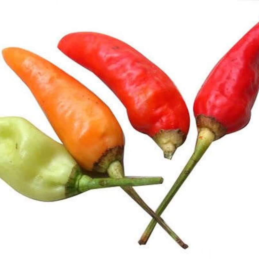 30 Birds Eye Chili Pepper Chiltepin Pepper Capsicum Frutescens ...