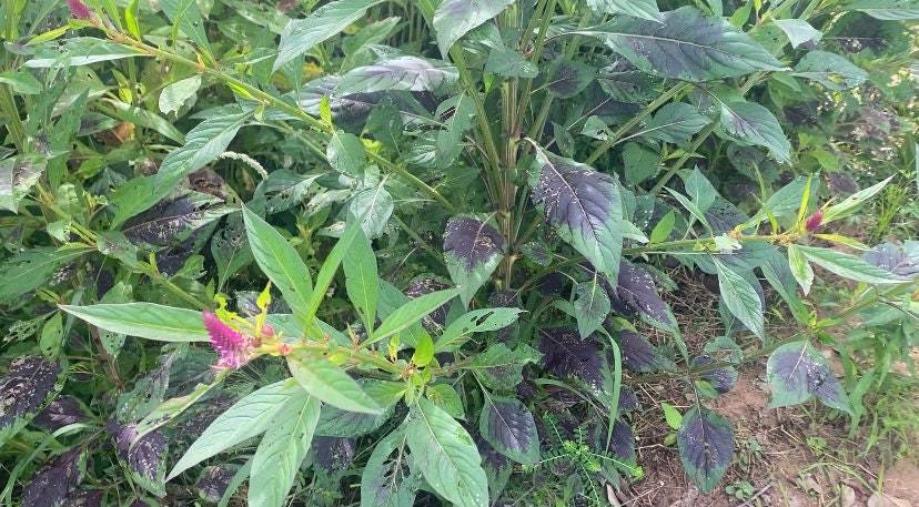 Lagos spinach, shoko, Nigerian spinach(Celosia argentea), 300 seeds for ...