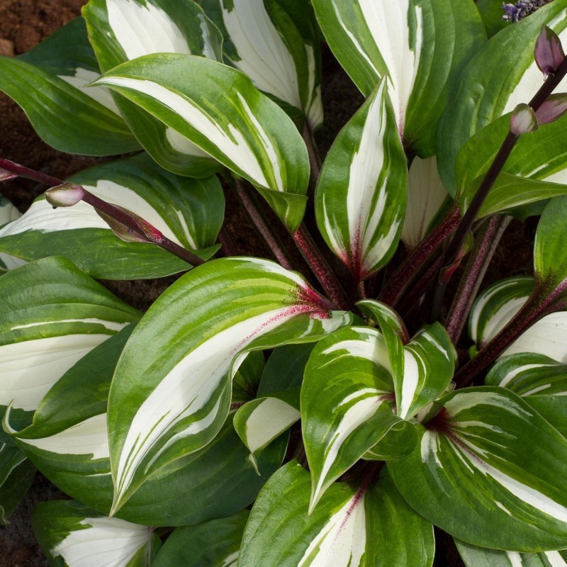 KKG Hosta Raspberry Sundae 3 Plant Roots Shade Garden Summer Flower US ...