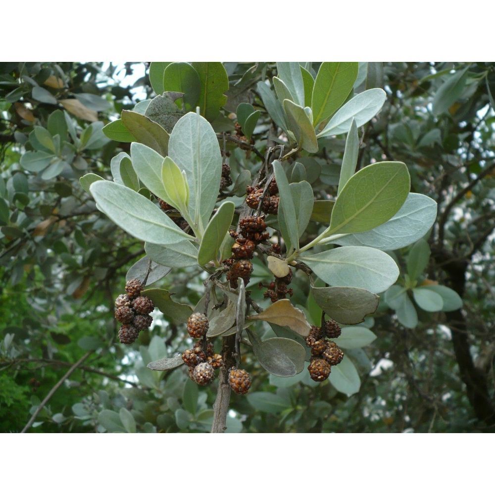 Silver Buttonwood Conocarpus erectus var. sericeus 30 Seeds GTL09 ...