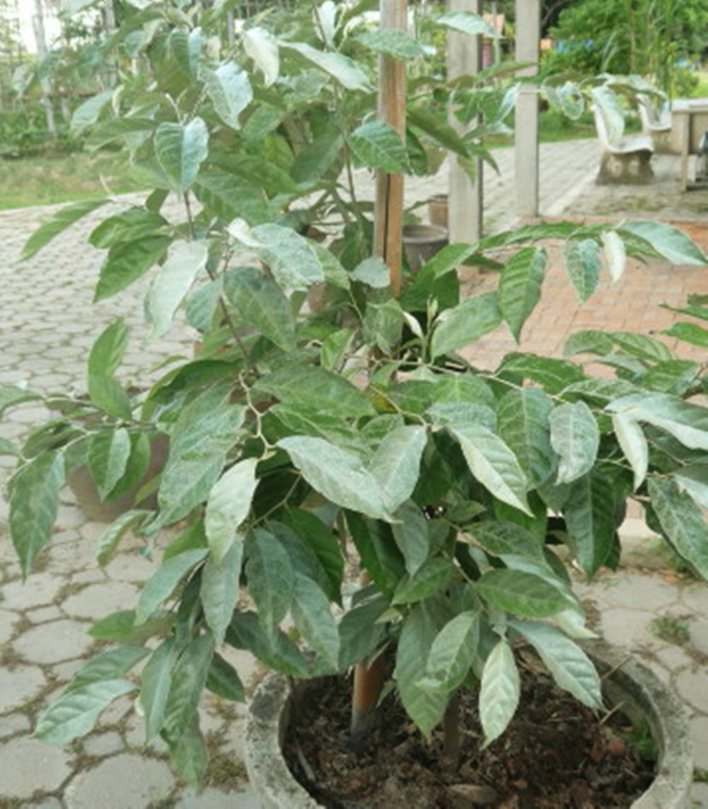 bastard oleaster Elaeagnus latifolia 50 Seeds ThailandMrk - Seeds & Bulbs