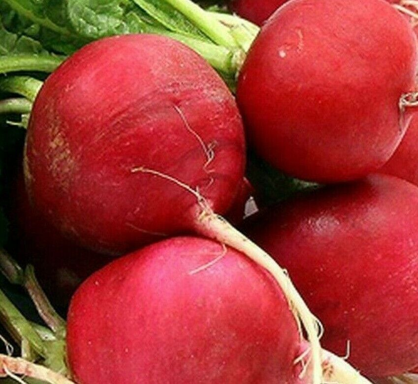 BStore German Giant Radish Seeds 90 Garden Vegetables Culinary Cooking ...