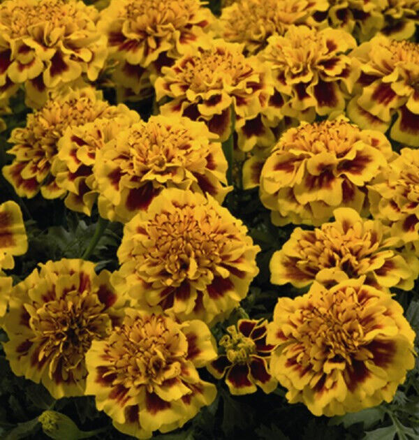 KKG 25 Little Hero Fire Marigold Seeds Easy Grow - Seeds & Bulbs