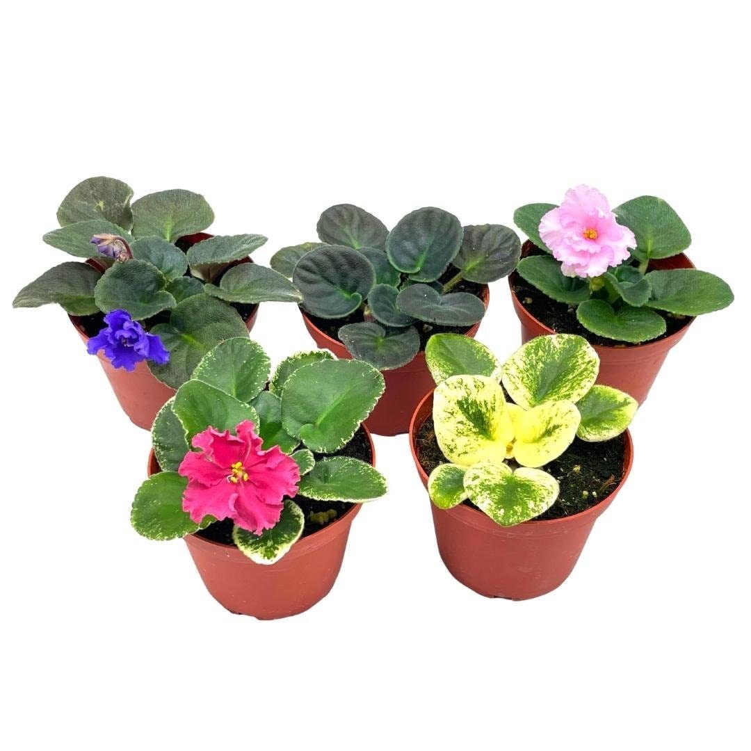 BubbleBlooms Harmony's African Violet Assortment Set, 4 inch pots 5 Different Af - Plants ...