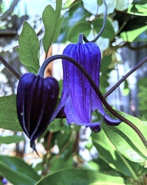 10 SEEDS CLEMATIS BLUE RIBBONS CLEMATIS INTEGRIFOLIA QUICK PLANT ...