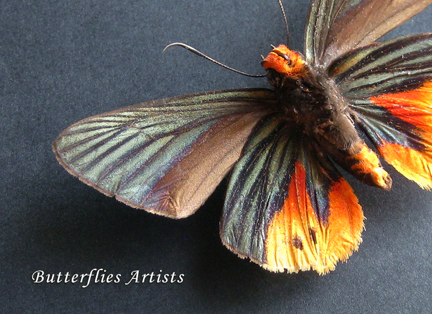 Flame Tip Skipper Choaspes illuensis Very Rare Butterfly Entomology ...