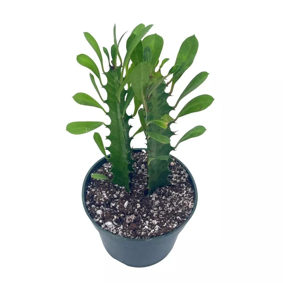 Original African Milk Tree, Euphorbia trigona Green, Non-Variegated ...