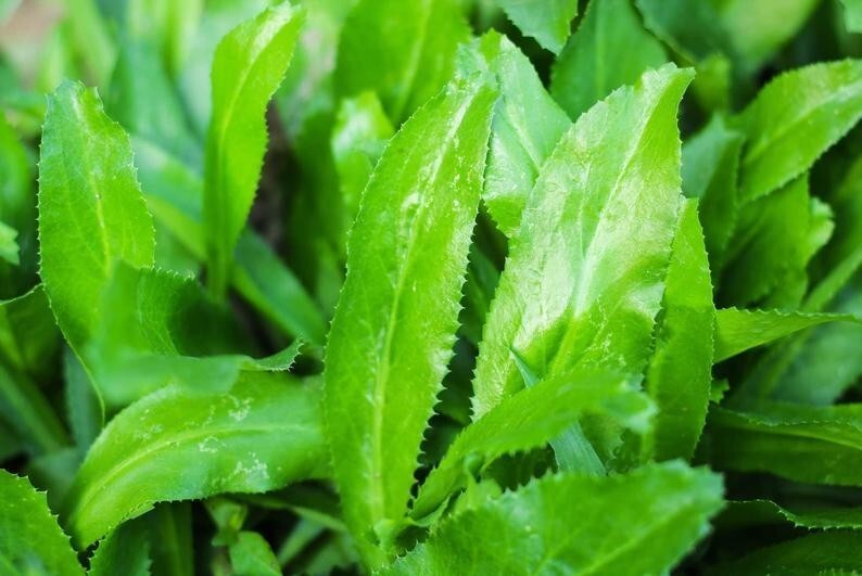 LD 1000 Culantro Recao Ngò Gai Cilantro Coriander Seeds 12 Weeks ...