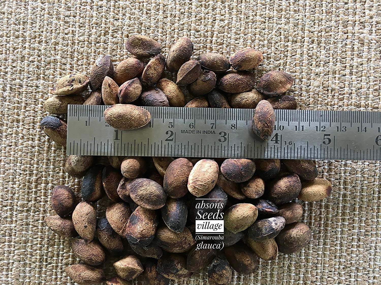 Paradise Tree (Miracle Tree/Lakshmi Taru) 30 and 50 similar items