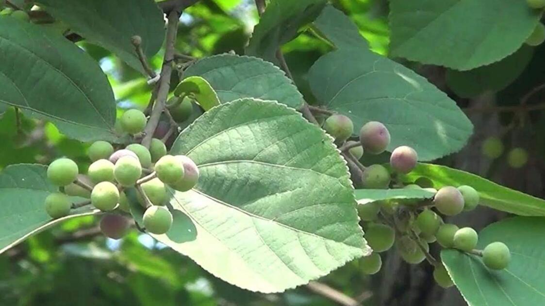 50 Seeds Grewia Asiatica Leaves Phalsa Falsa Leaves Seeds Fresh - Seeds ...