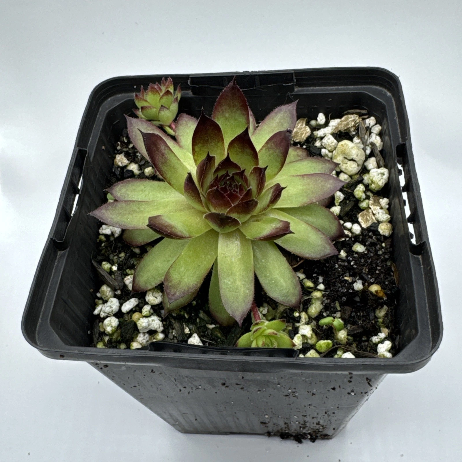 Sempervivum Bronco Live Plant Cold Hardy Succulent Hens & Chicks - Home ...
