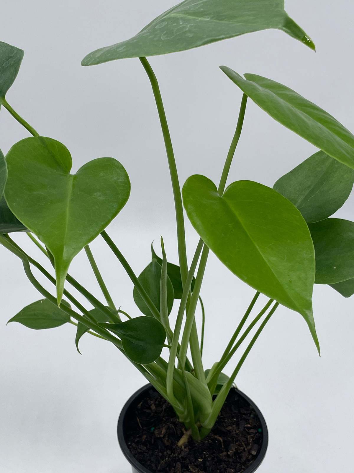 Monstera Deliciosa, Split Leaf philodendron, Huge Very Well Grown in 4 ...