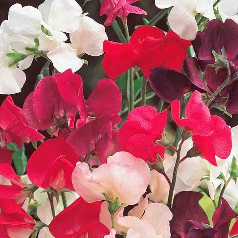 LD Sweet Pea Knee High Mix 25 Flower Mixed Colors Fast Growing - Seeds ...